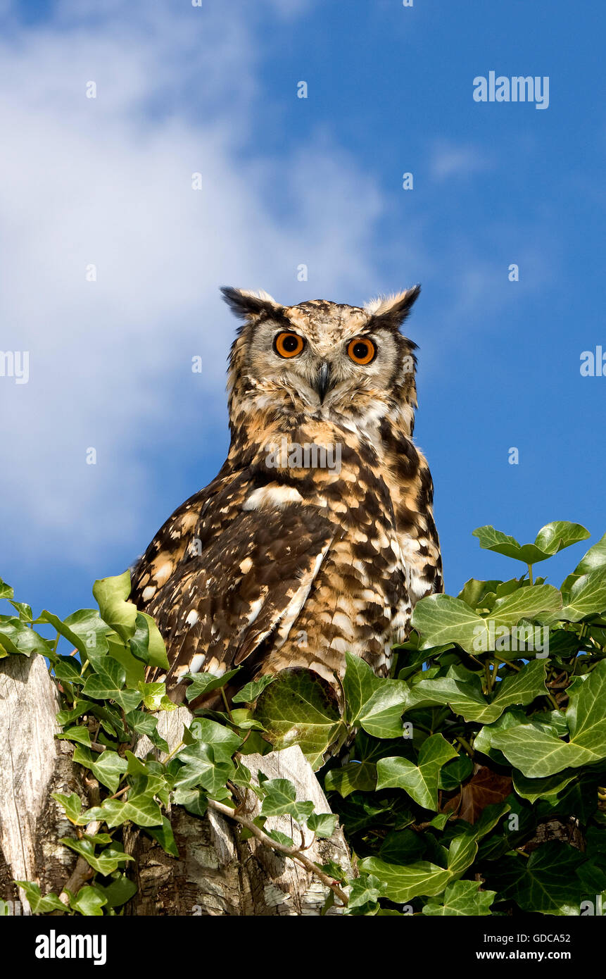 Cape Eagle Owl, bubo capensis, Adult on Top of Tree Stock Photo - Alamy