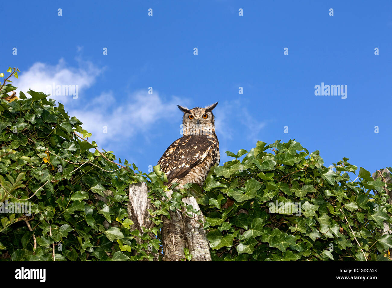 Cape eagle owl bubo capensis hi-res stock photography and images - Alamy
