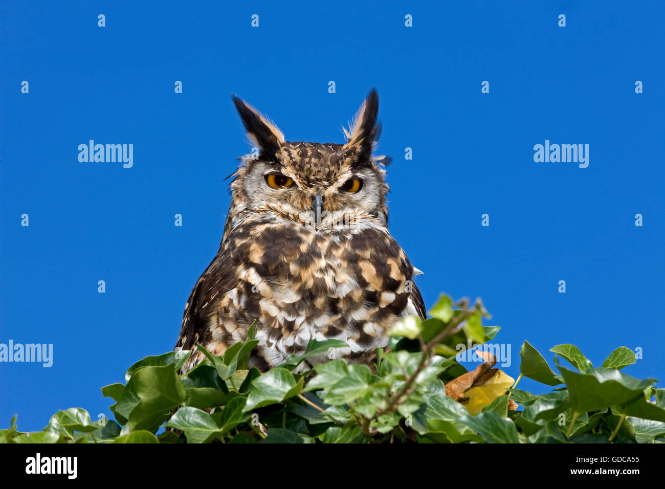 Cape Eagle Owl, bubo capensis, Adult on Top of Tree Stock Photo - Alamy