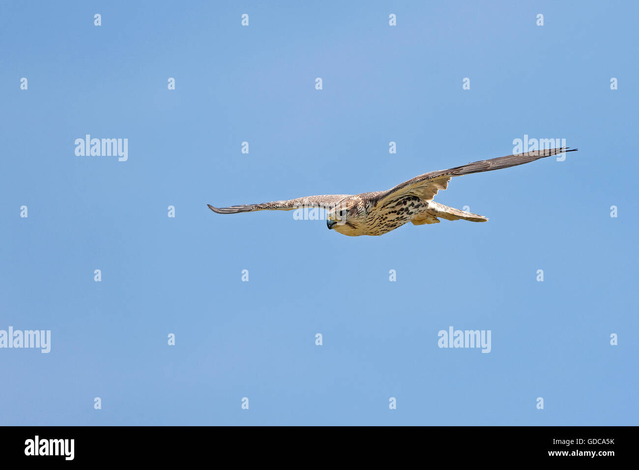 Endangered falcons hi-res stock photography and images - Alamy
