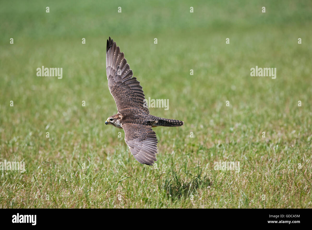 Saker falcon in flight hi-res stock photography and images - Alamy