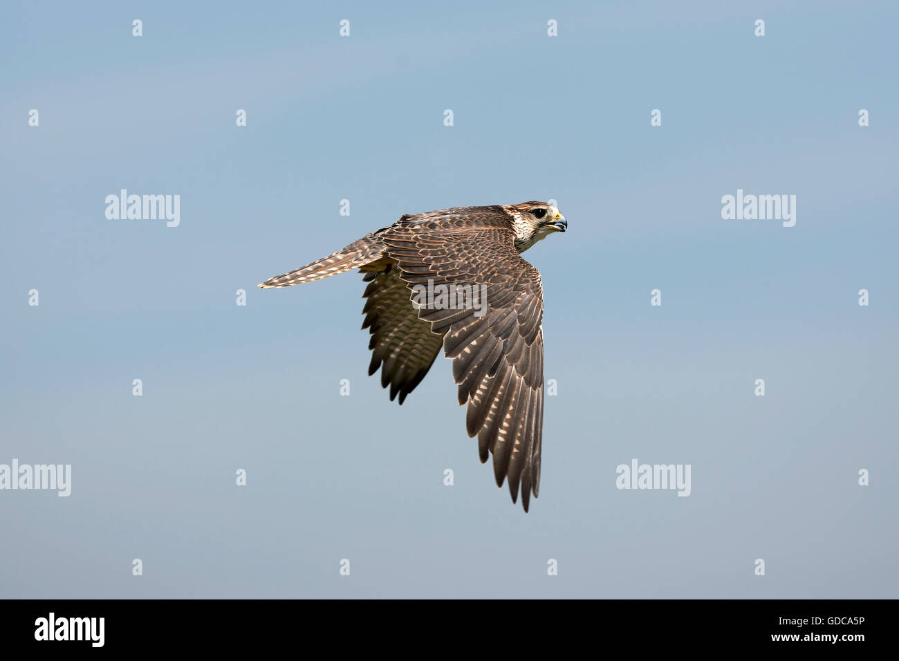 Saker Falcon In Flight High Resolution Stock Photography and Images - Alamy