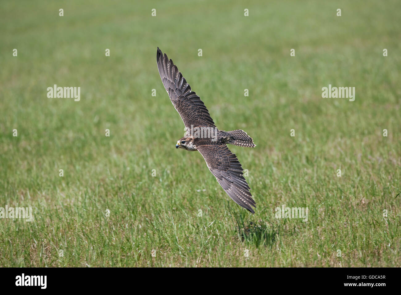Falco cherrug hi-res stock photography and images - Alamy