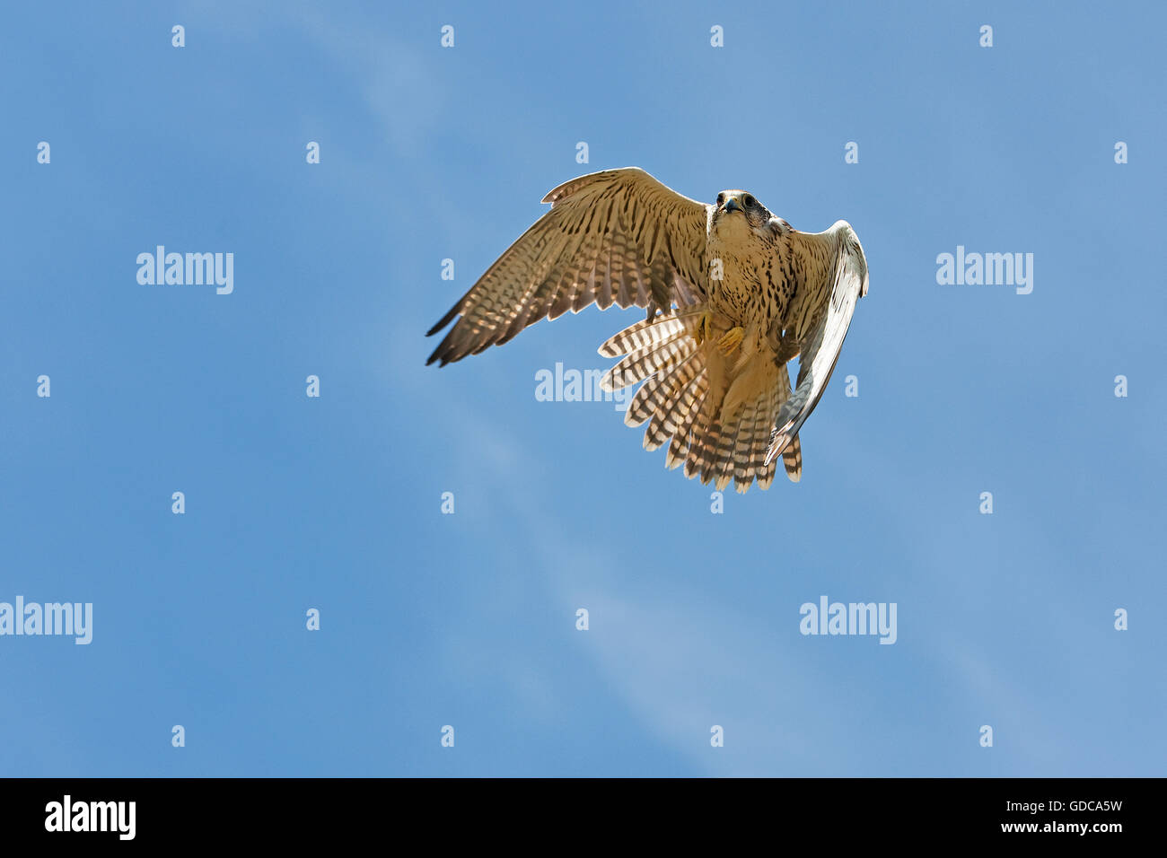Endangered saker falcon hi-res stock photography and images - Alamy