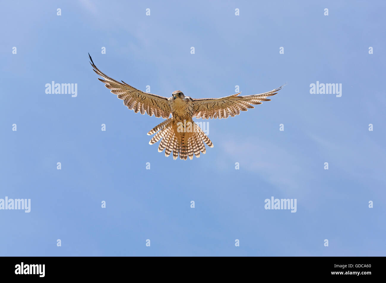 Endangered saker falcon hi-res stock photography and images - Alamy