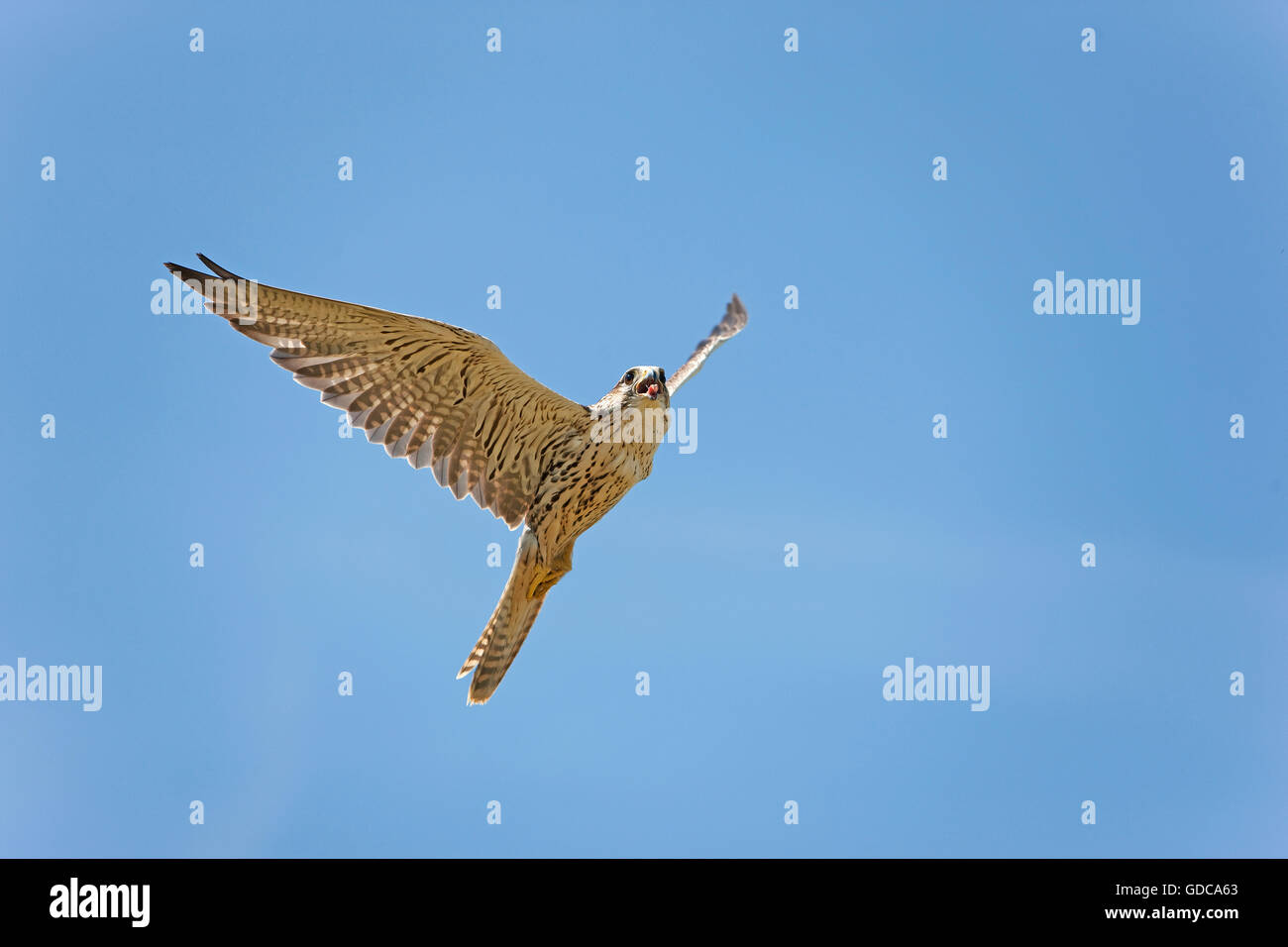 Endangered falcons hi-res stock photography and images - Alamy
