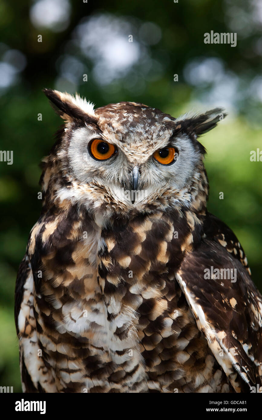 Cape Eagle Owl, bubo capensis, Portrait of Adult Stock Photo - Alamy