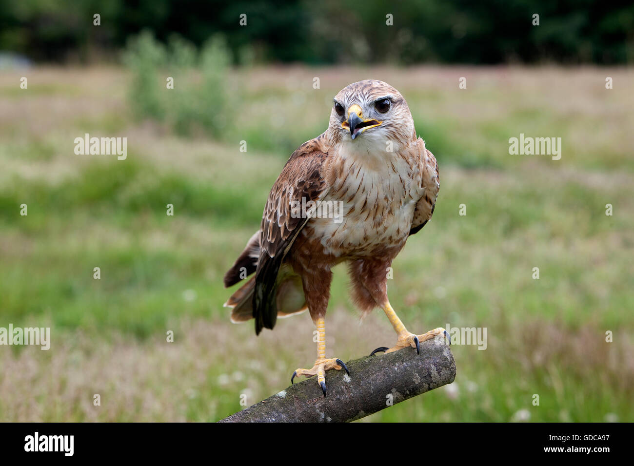 Long legged buzzard buteo rufinus in hi-res stock photography and ...