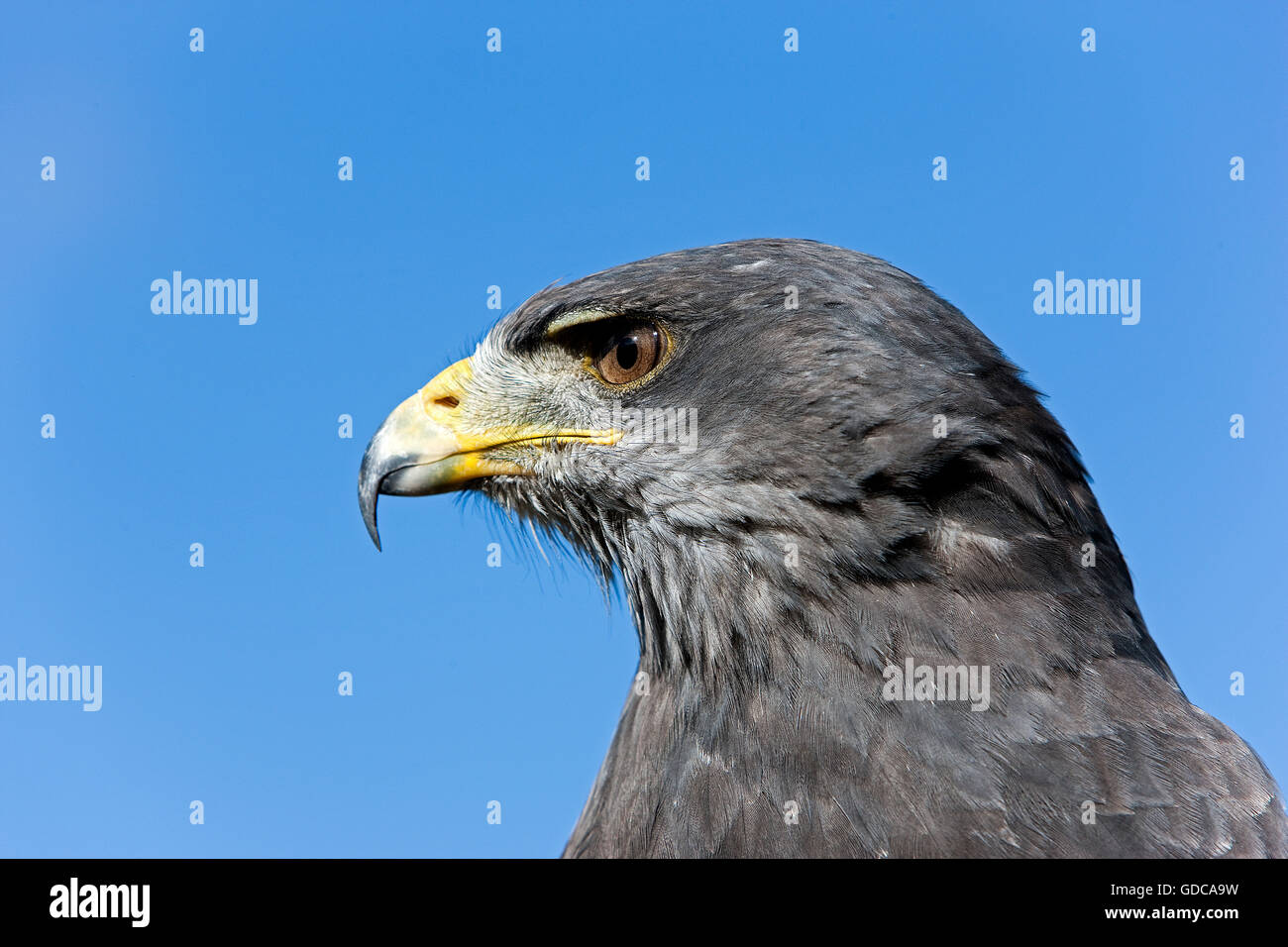 Portrait format buzzard image hi-res stock photography and images - Alamy