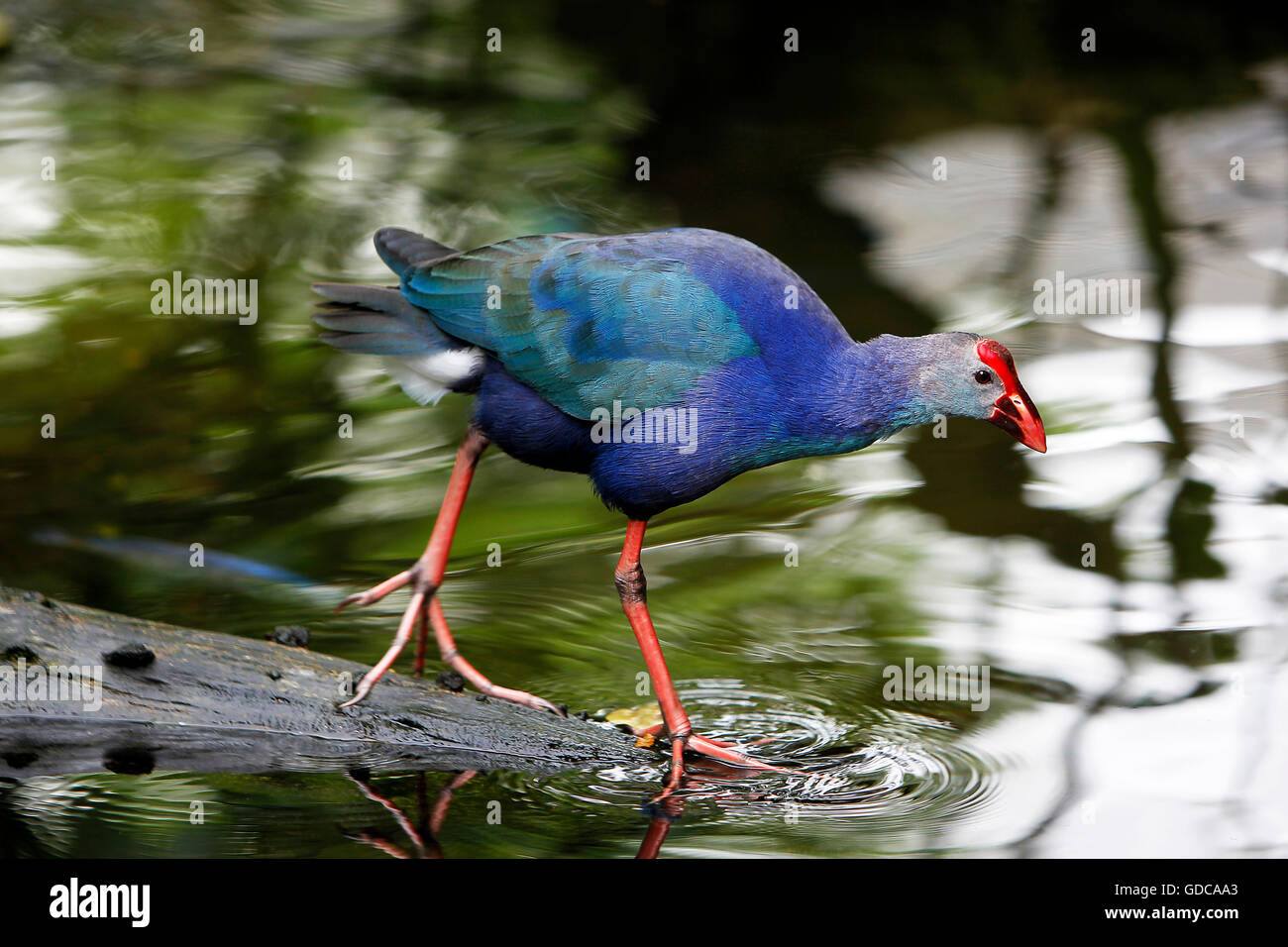 Purple Swamphen or Purple Gallinule, porphyrio porphyrio, Adult ...