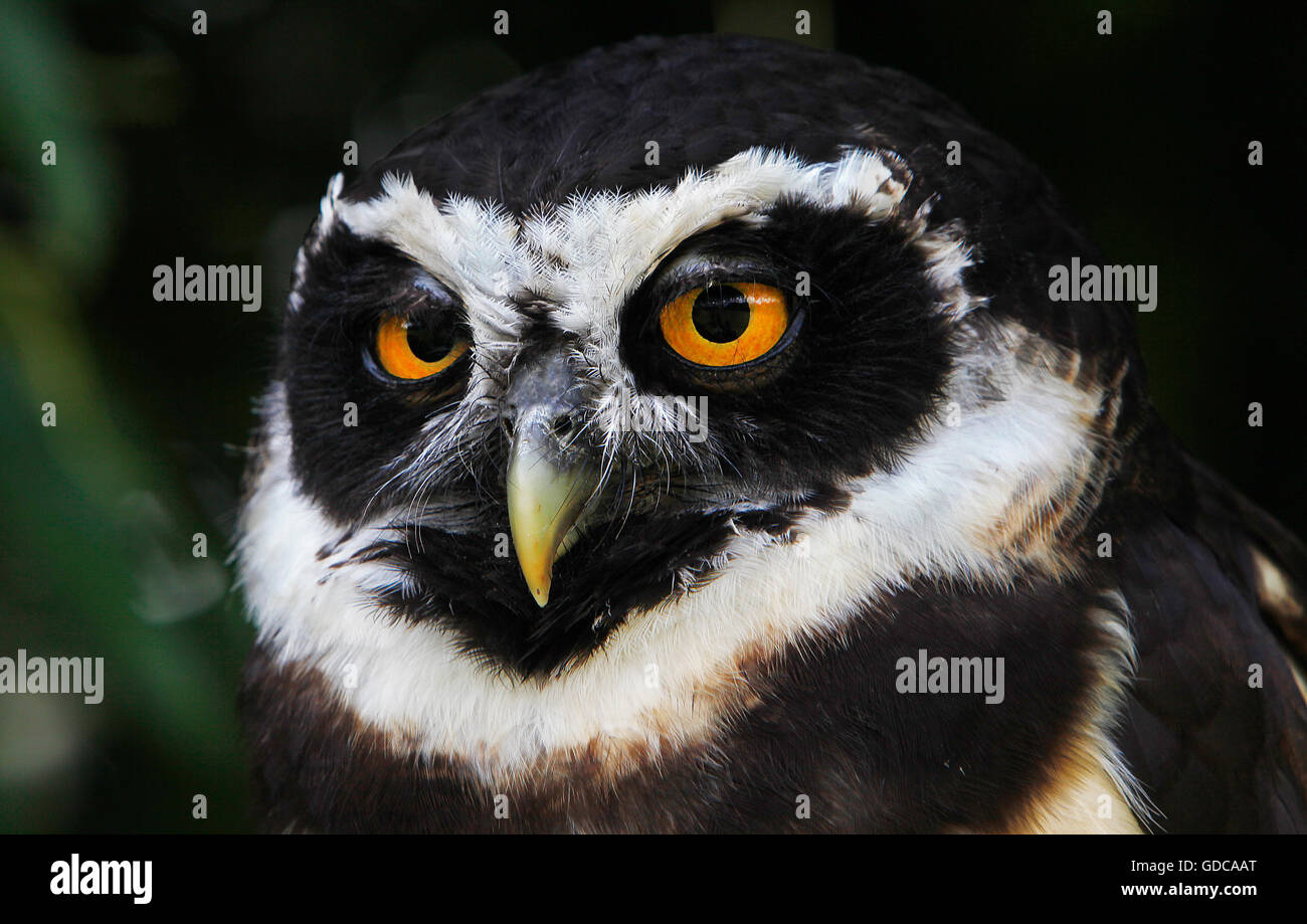 Spectacled owls hi-res stock photography and images - Alamy