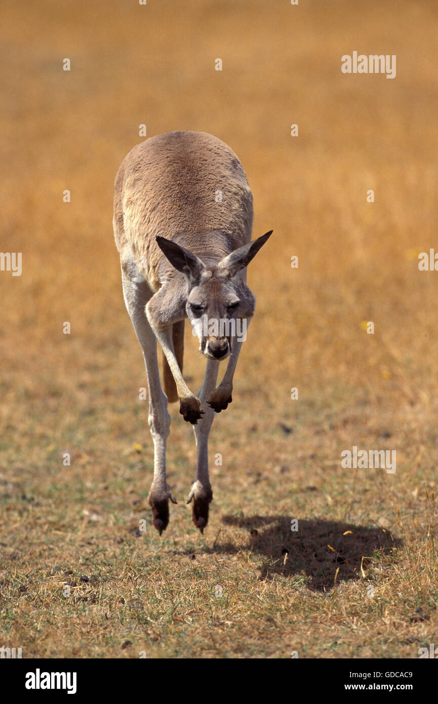 Red Kangaroo, macropus rufus, Adult leaping Stock Photo - Alamy