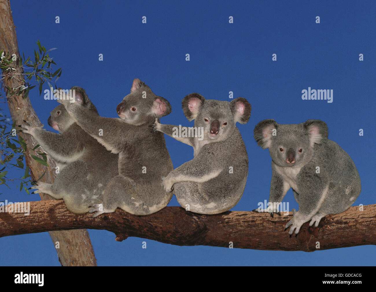 Koala group sitting on branch hi-res stock photography and images - Alamy