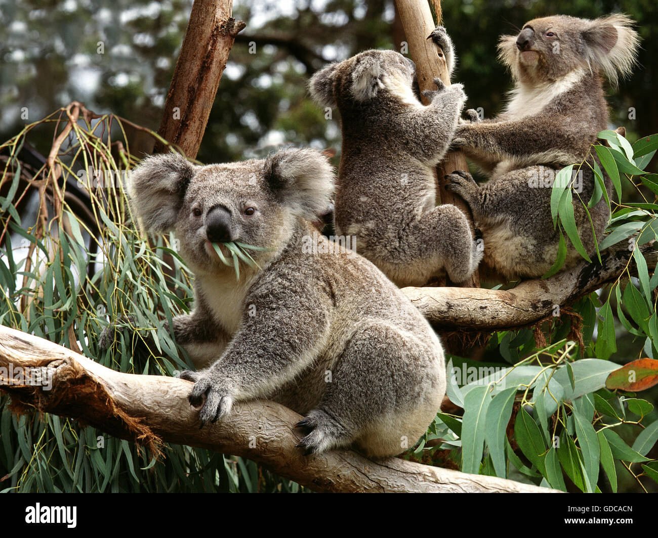 Koala group sitting on branch hi-res stock photography and images - Alamy