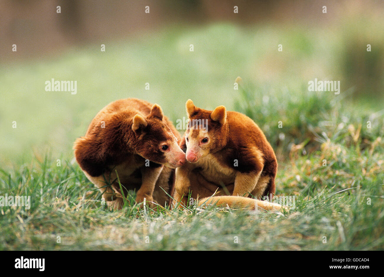 Huon tree kangaroo hi-res stock photography and images - Alamy