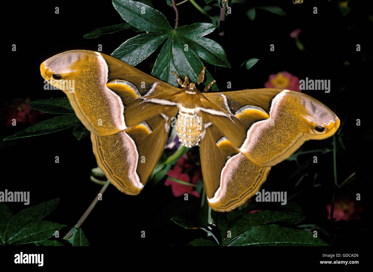 Ailanthus Silk Moth, samia cynthia, Adult with Open Wings Stock Photo ...