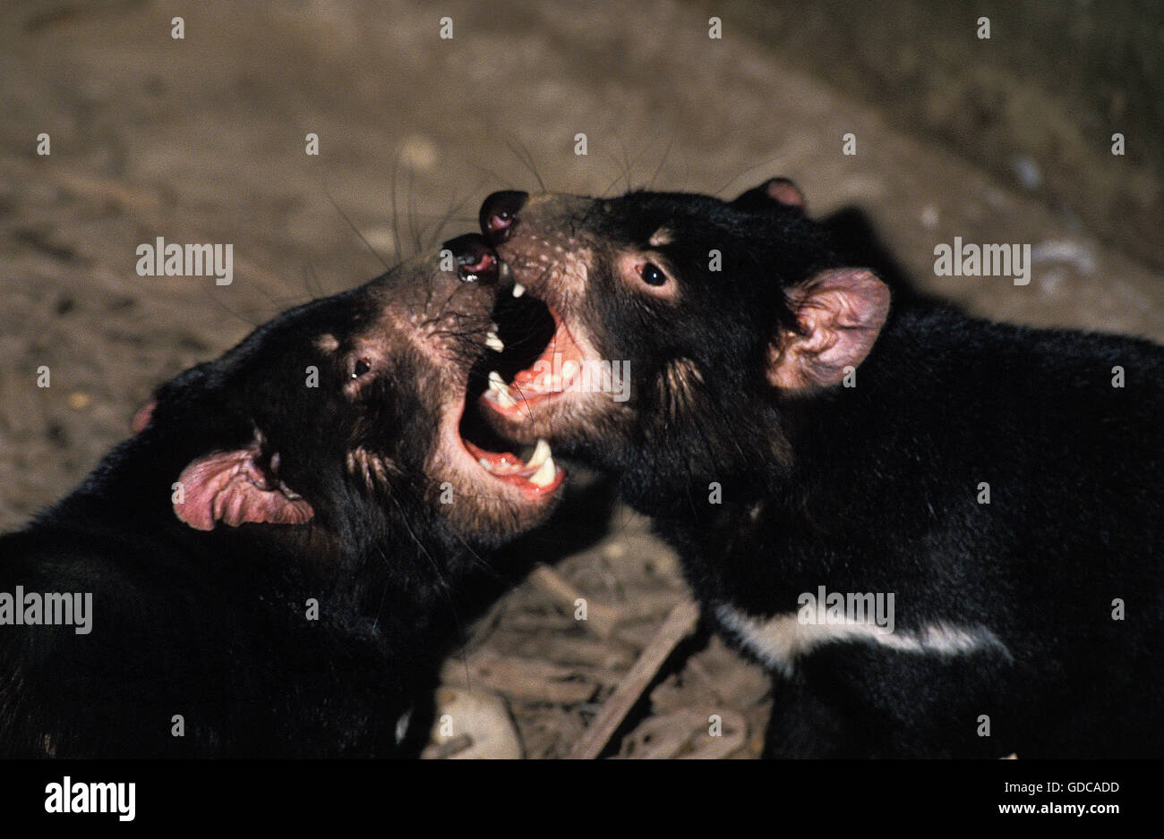 Tasmanian devils fighting hi-res stock photography and images - Alamy