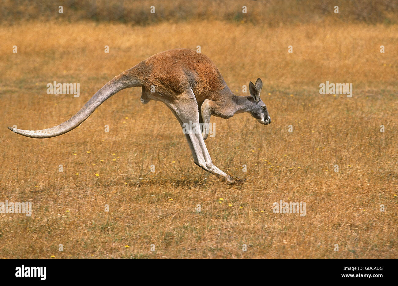 RED KANGAROO macropus rufus, ADULT HOPPING, AUSTRALIA Stock Photo - Alamy