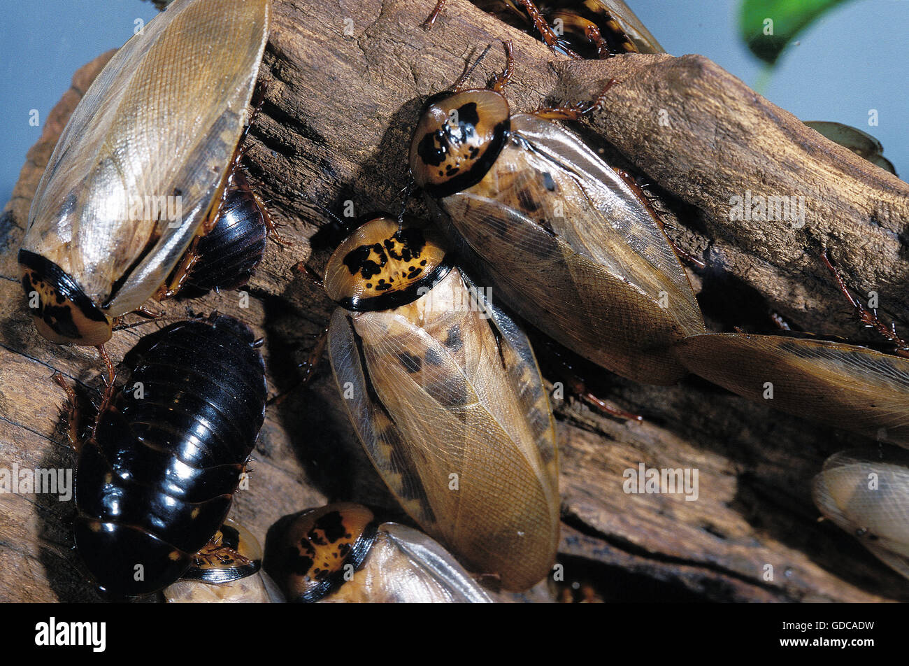 Trinidad bat cave roaches hi-res stock photography and images - Alamy