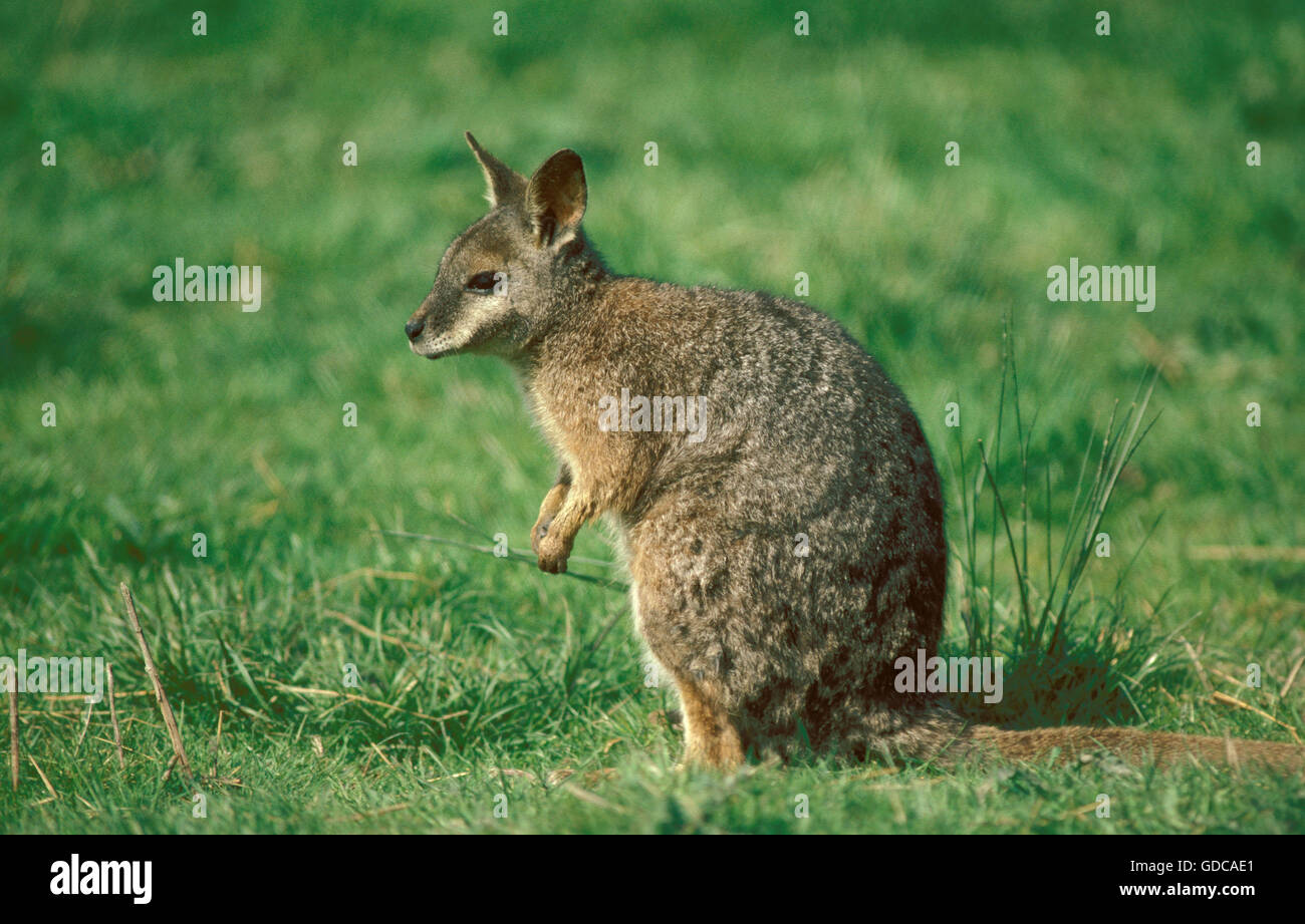 Parma wallabies hi-res stock photography and images - Alamy