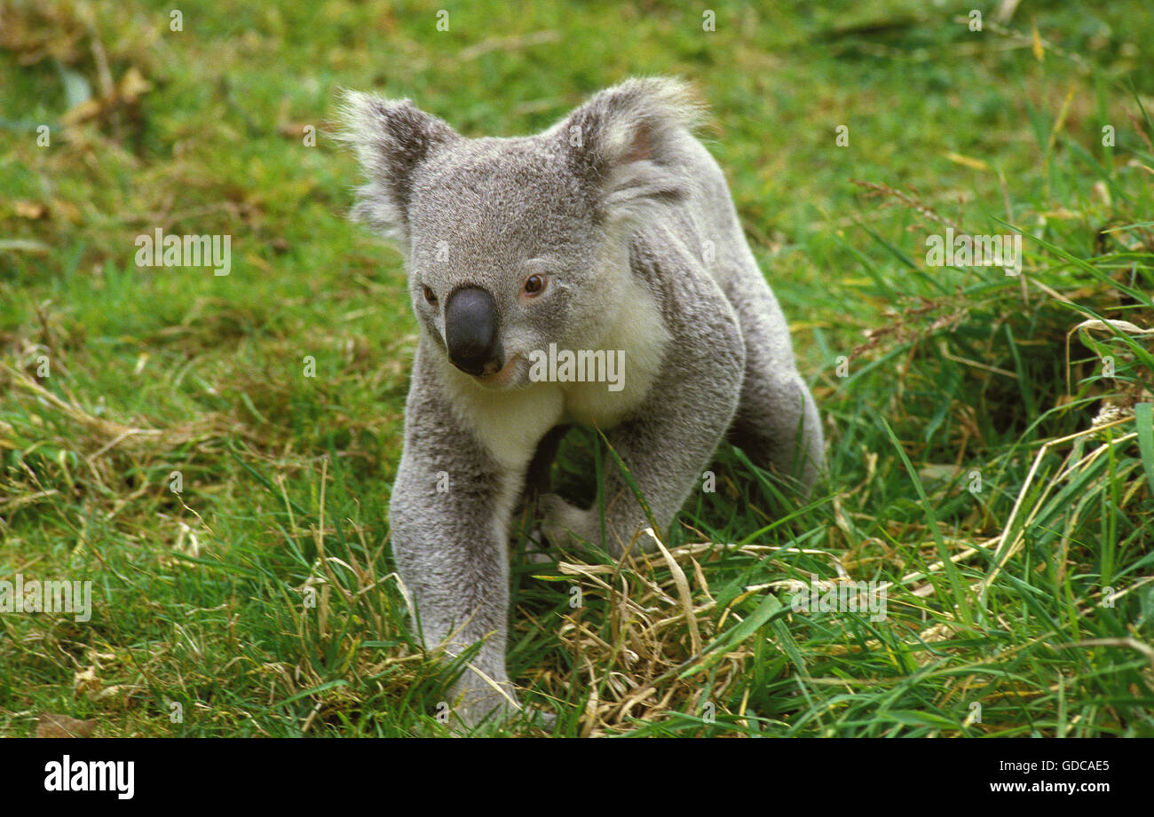 Koala, phascolarctos cinereus, Adult walking on Grass, Australia Stock ...