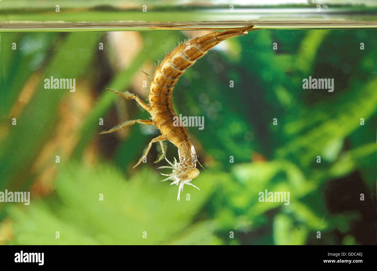 Great Diving Beetle, dytiscus marginalis, Larvae in Pond, Normandy ...