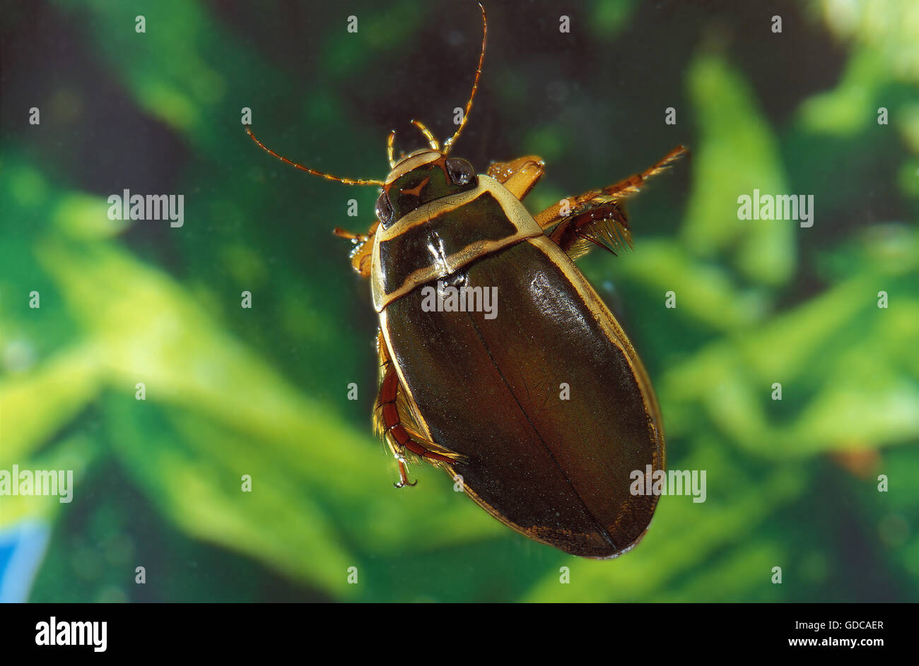 Great Diving Beetle, dytiscus marginalis, Pond in Normandy Stock Photo ...