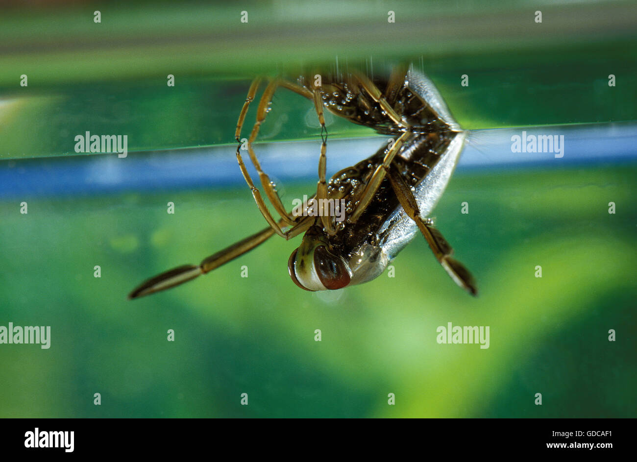 WATER BOATMAN notonecta glauca Stock Photo - Alamy