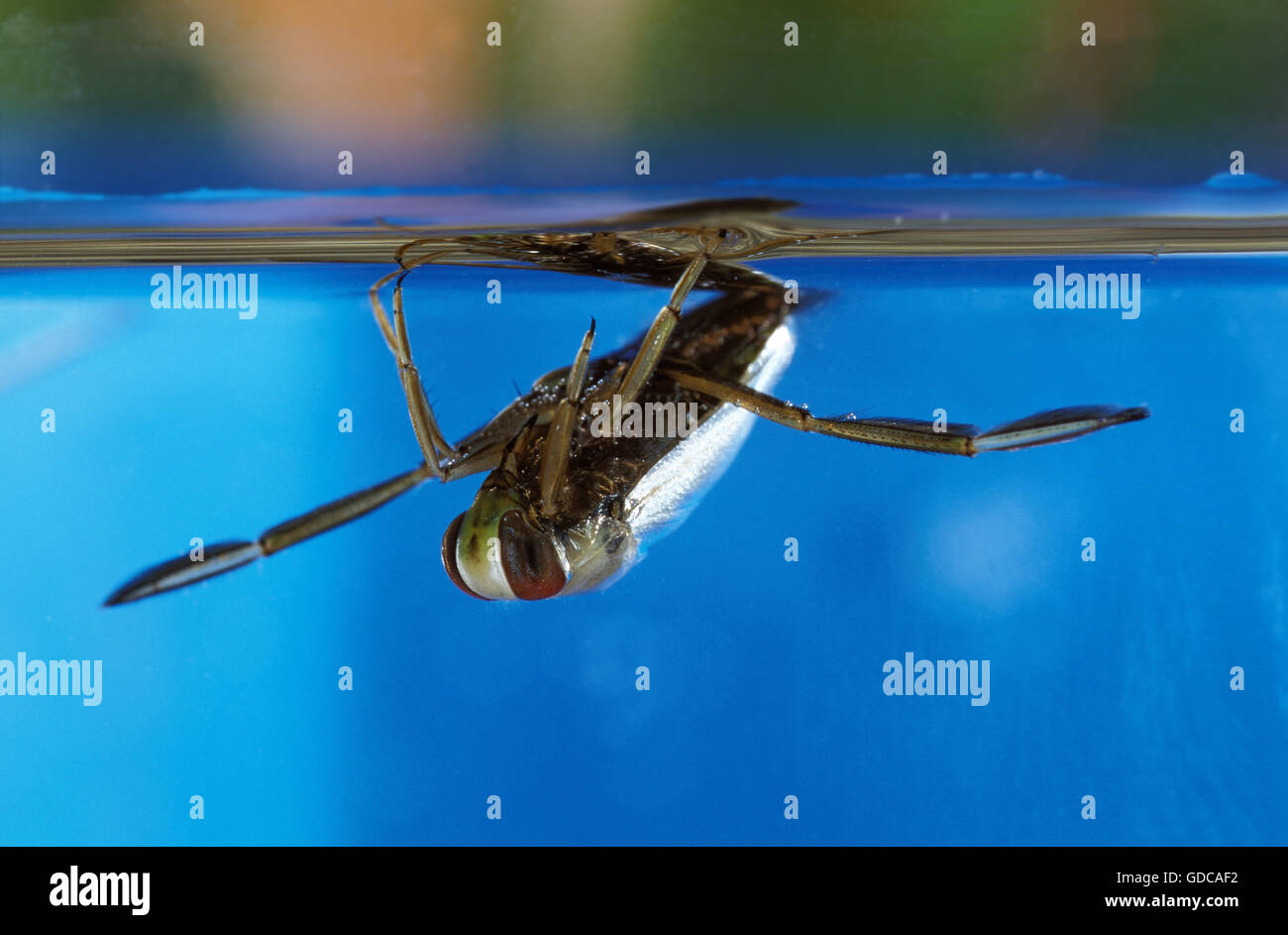 Water boatmans hi-res stock photography and images - Alamy