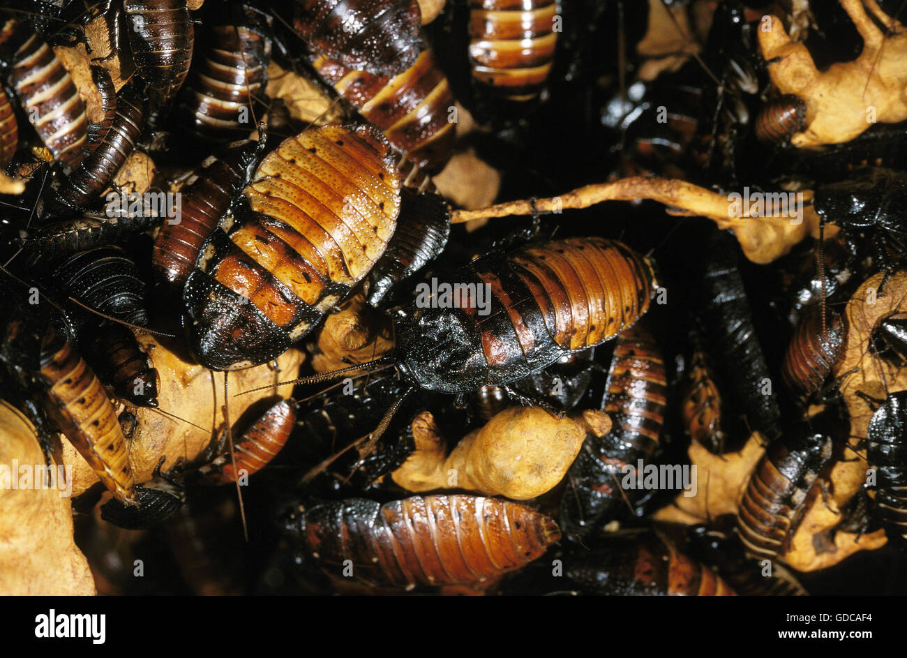 Madagascar giant hissing cockroach hi-res stock photography and images ...