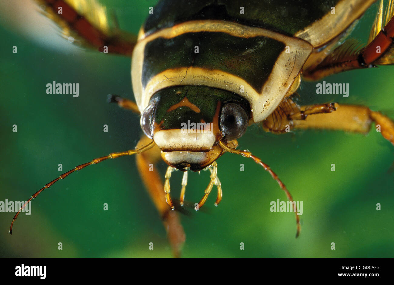 Great Diving Beetle, dytiscus marginalis, Pond in Normandy Stock Photo ...