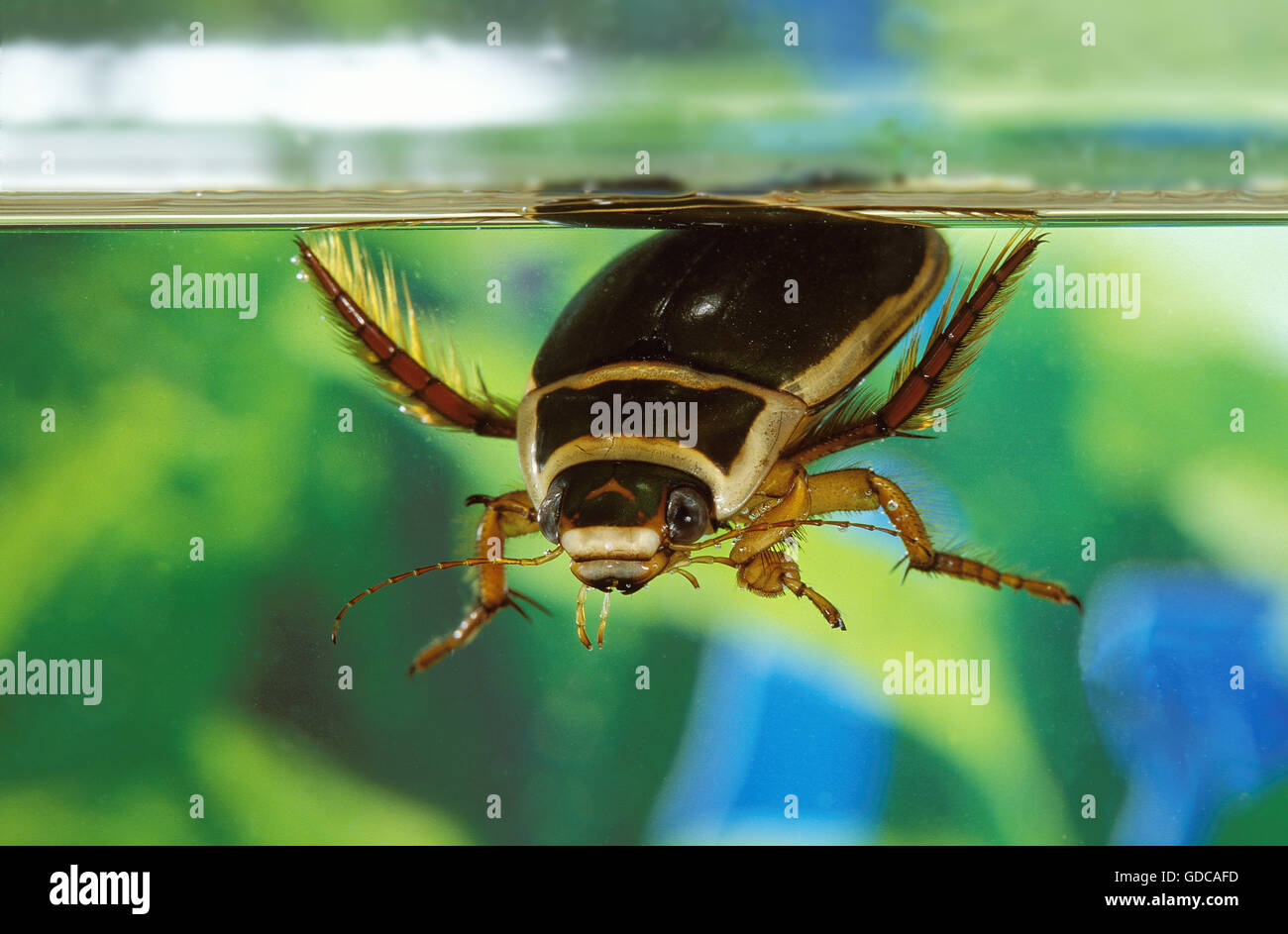 Great Diving Beetle, dytiscus marginalis, Adult in a Pond, Normandy ...