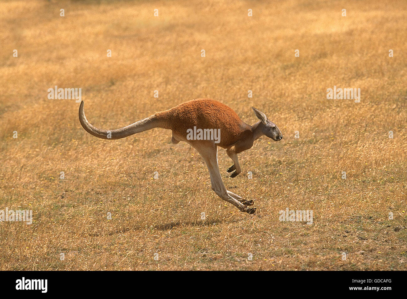 Red Kangaroo, macropus rufus, Adult running, Australia Stock Photo - Alamy