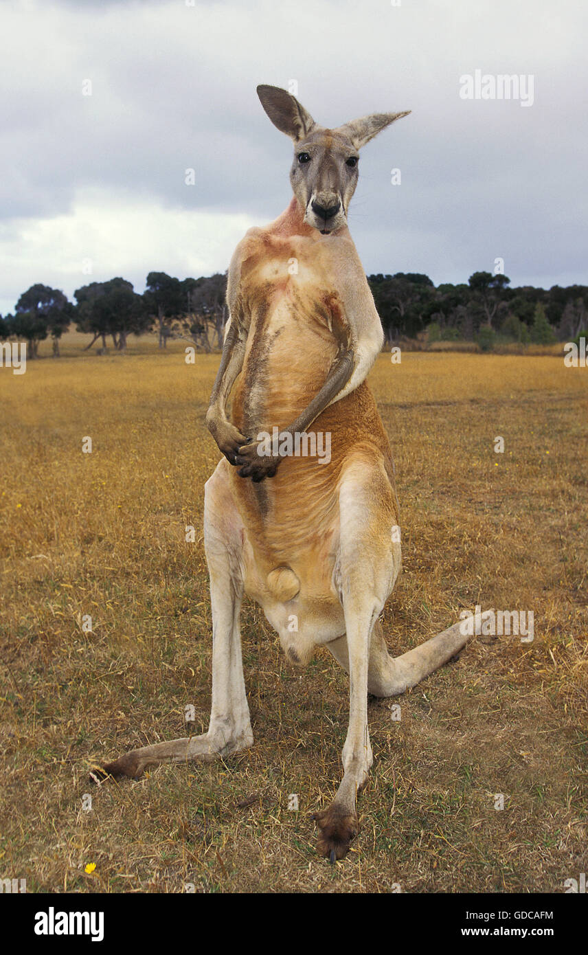 Red Kangaroo, macropus rufus, Male, Australia Stock Photo - Alamy