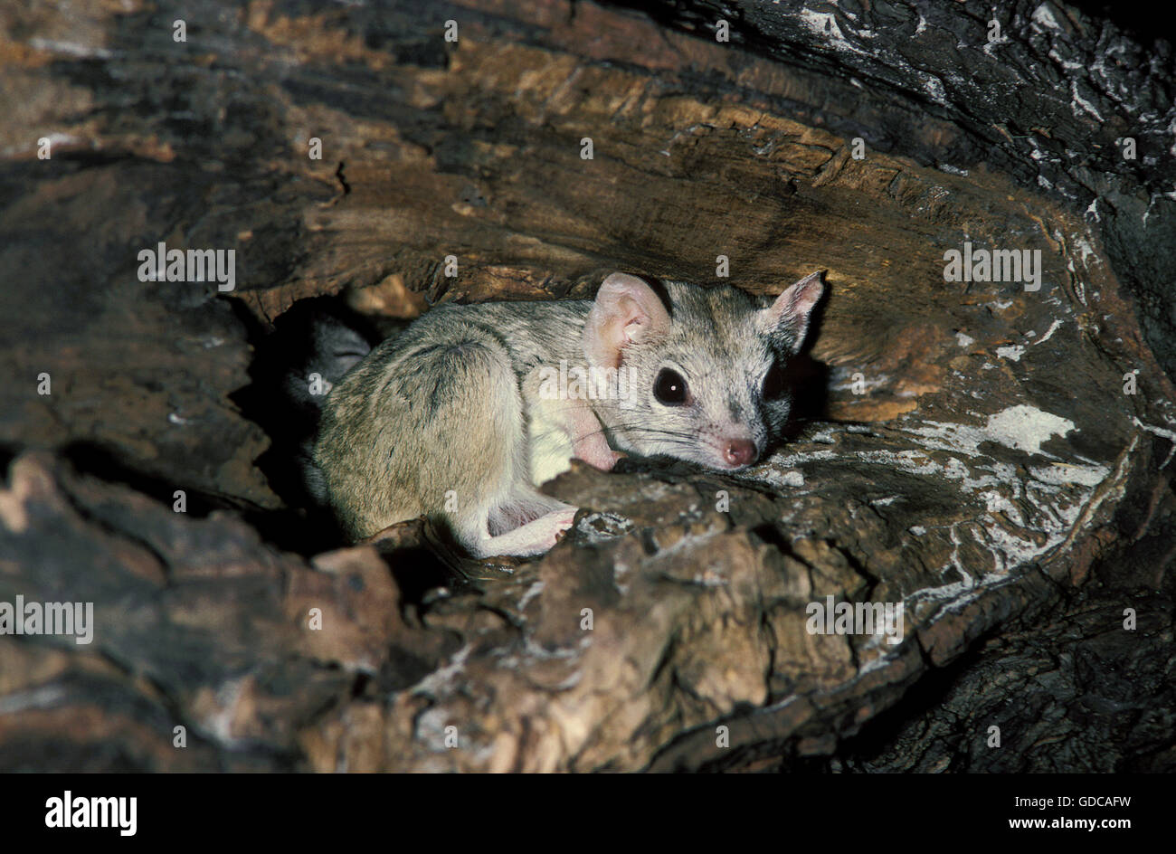 Kowari or Brush Tailed Marsupial Rat, dasyuroides byrnei, Small ...