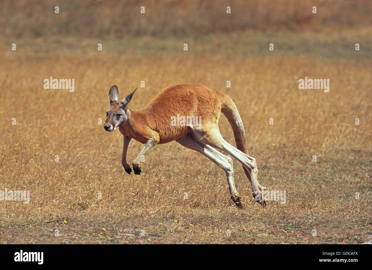 Red Kangaroo, macropus rufus, Adult running, Australia Stock Photo - Alamy