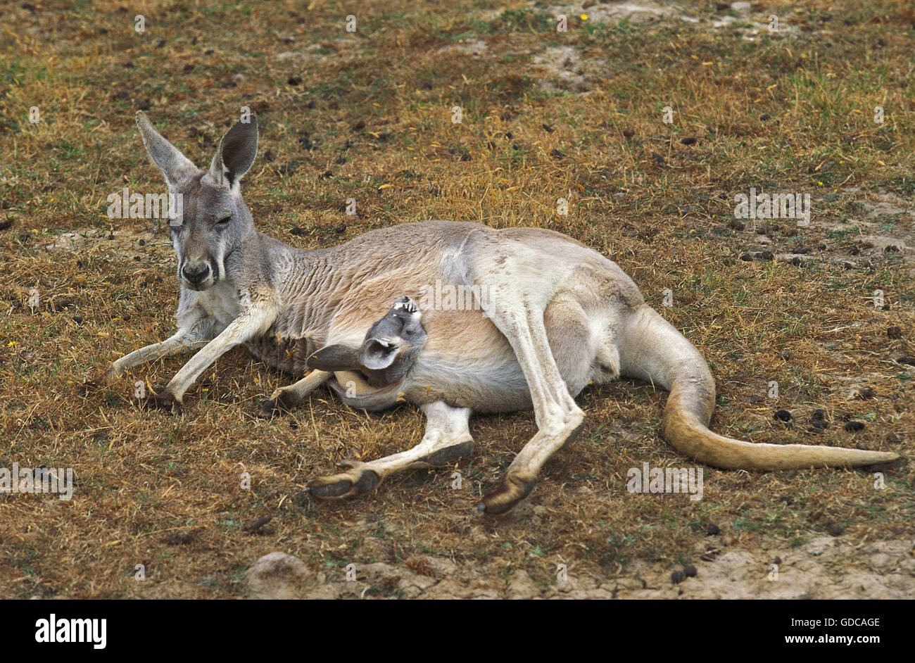 Red Kangaroo, macropus rufus, Female laying on Dry Grass with Head of ...