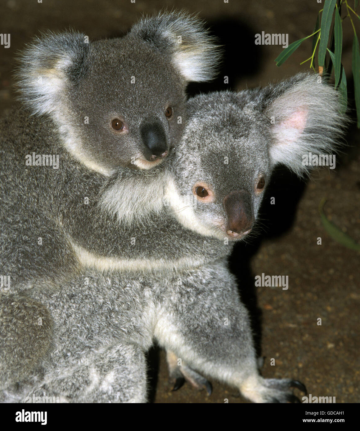 Female koala carries hi-res stock photography and images - Alamy