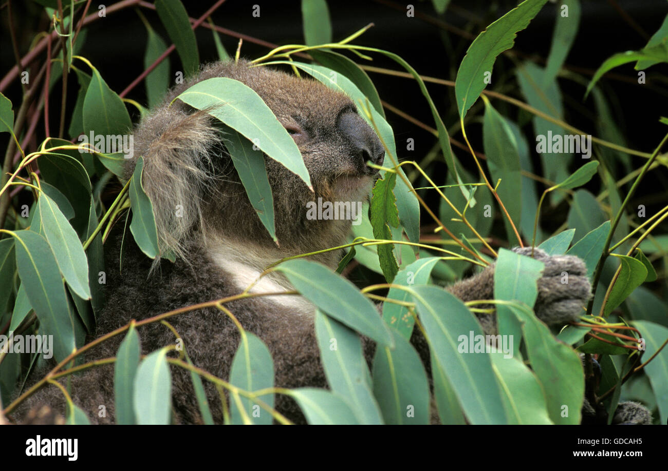 Koala eating eucalyptus leaves hi-res stock photography and images - Alamy