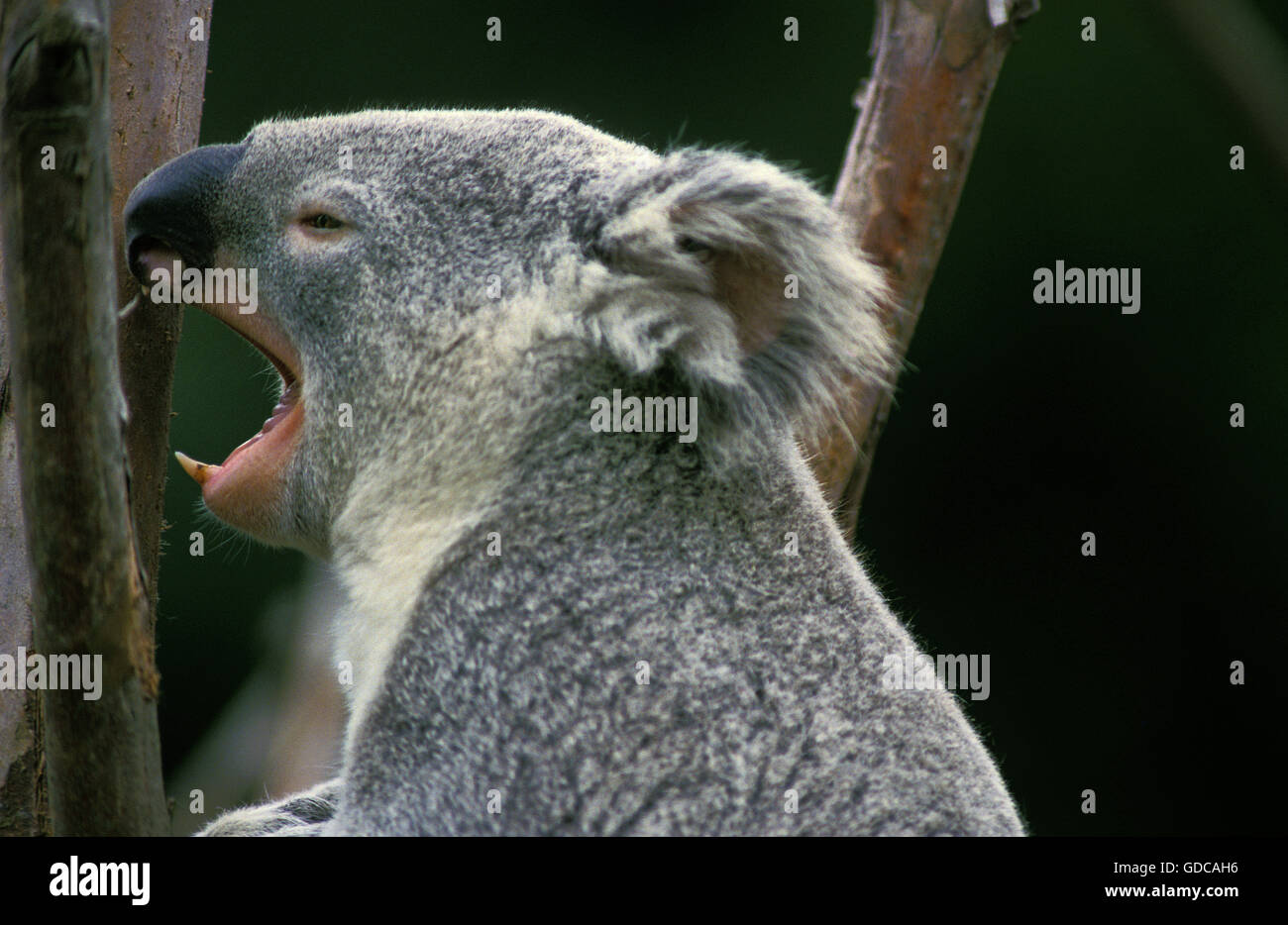 Koala, phascolarctos cinereus, Adult Yawning, Australia Stock Photo - Alamy