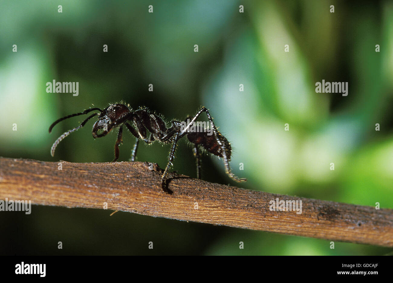Bullet Ant, paraponera clavata, Costa Rica Stock Photo - Alamy