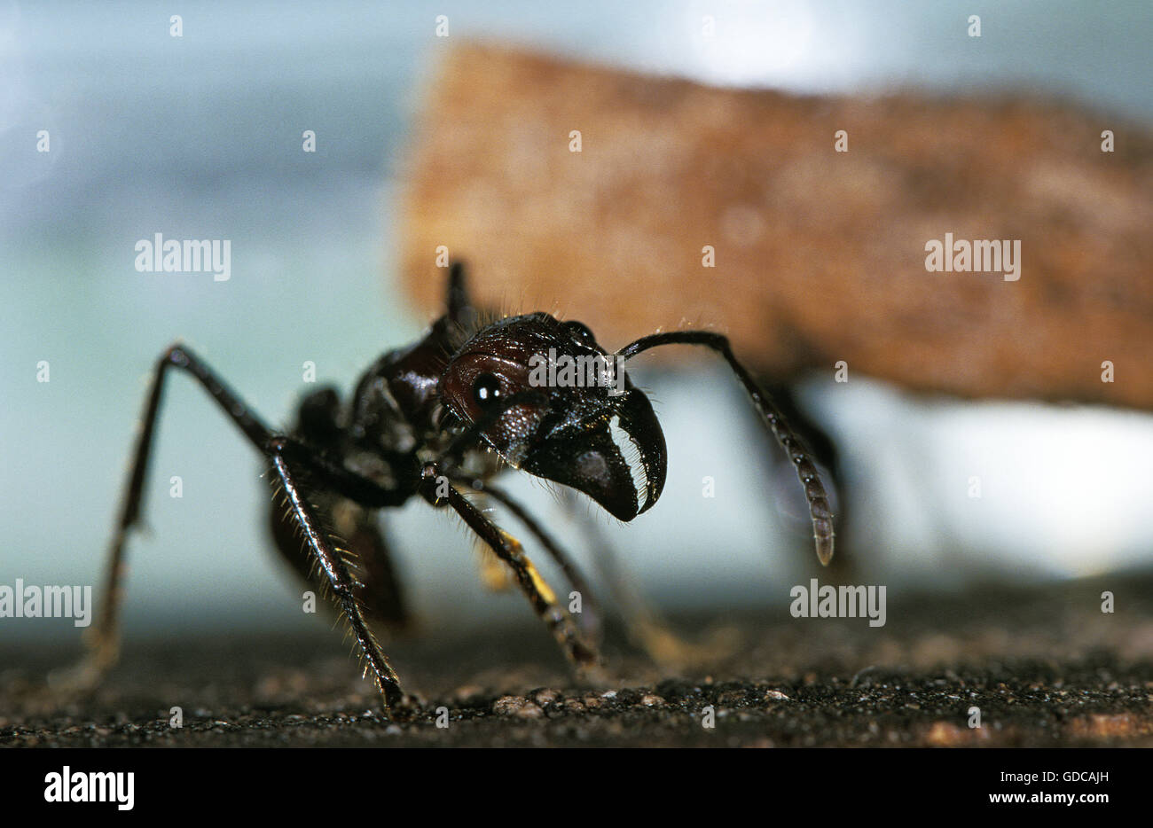 Paraponera hi-res stock photography and images - Alamy