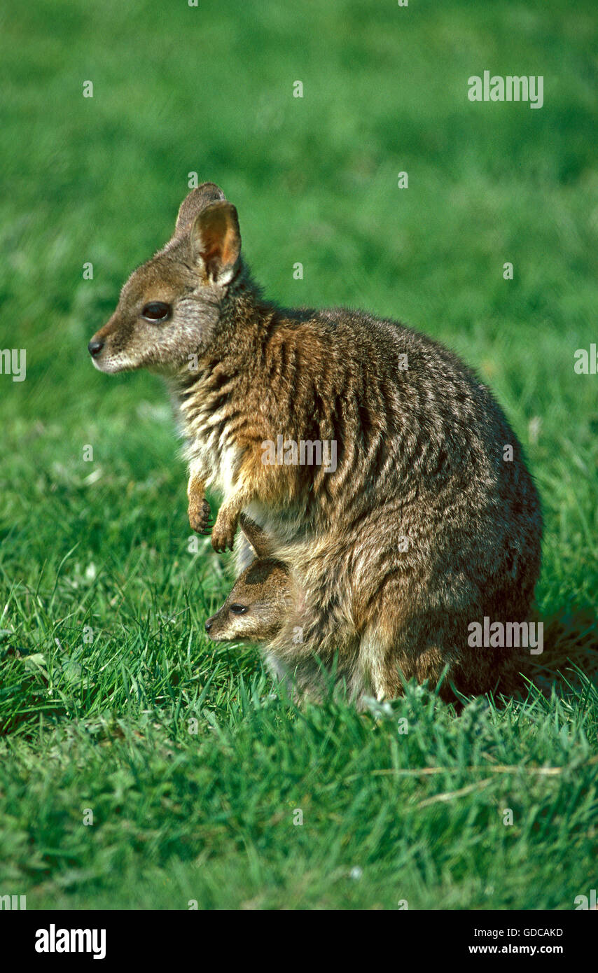 Parma wallaby image hi-res stock photography and images - Alamy