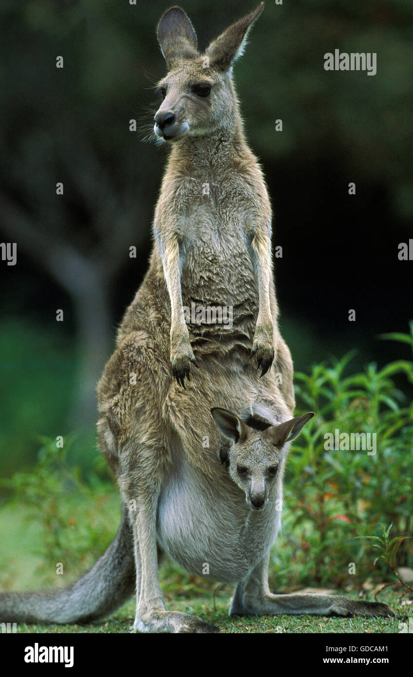 Female carrying joey in its pouch hi-res stock photography and images ...