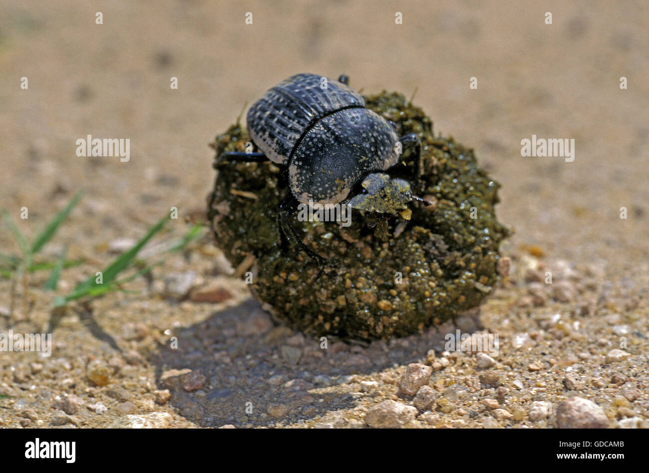 Dung beetle rolling hi-res stock photography and images - Alamy