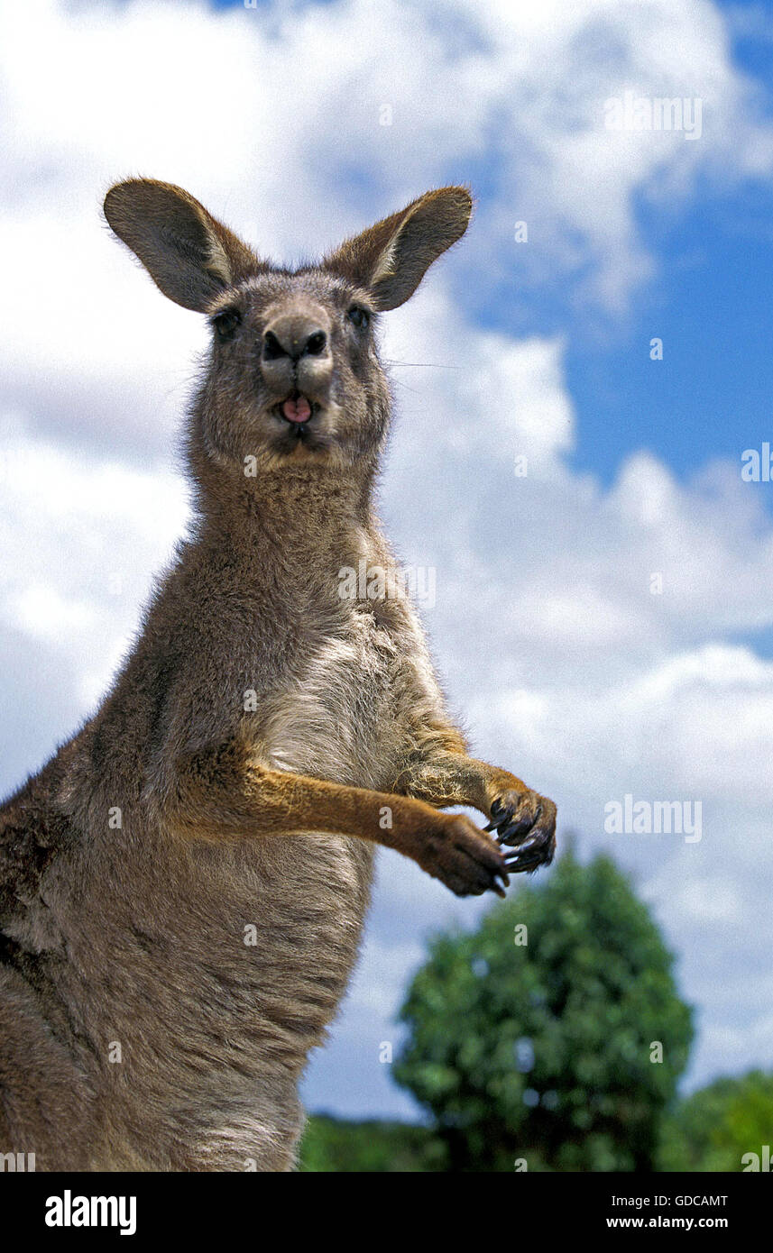 Kangaroo Funny Face