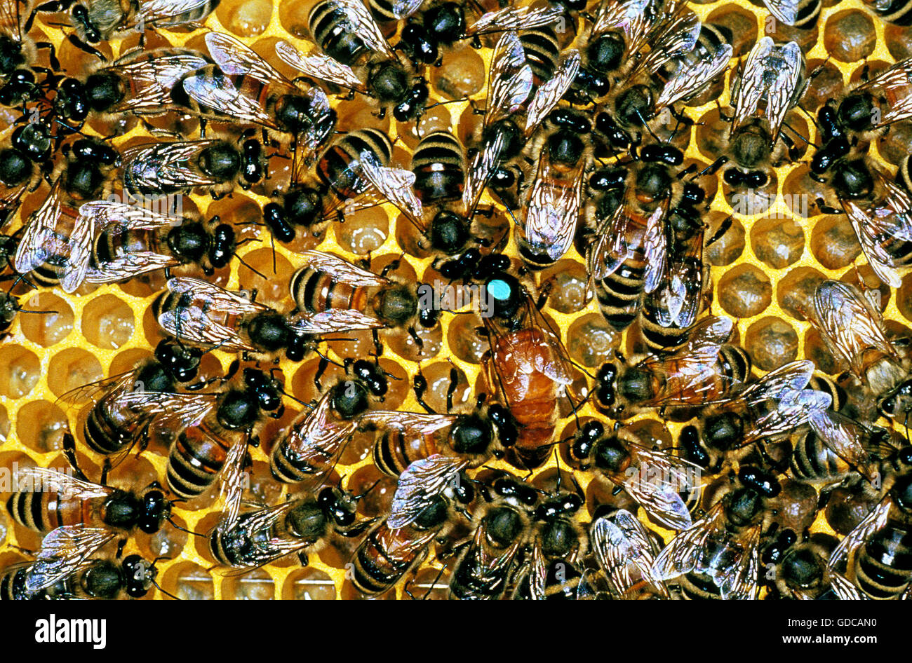 Honey Bee, apis mellifera, Bee hive showing the Queen with Blue Point ...