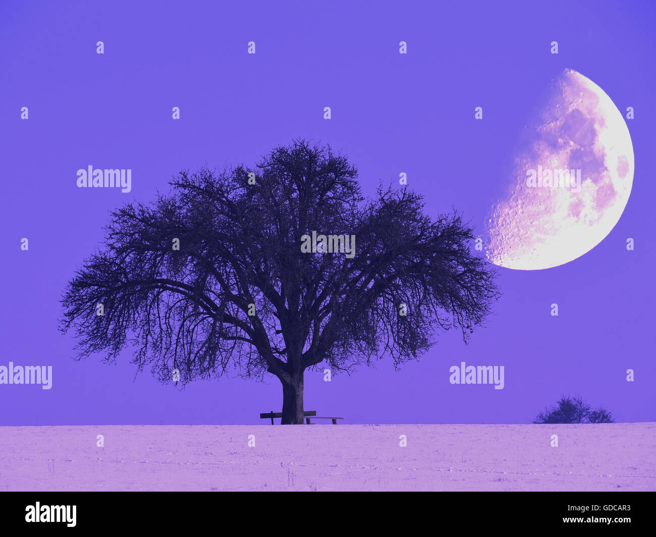 moon and tree Stock Photo - Alamy