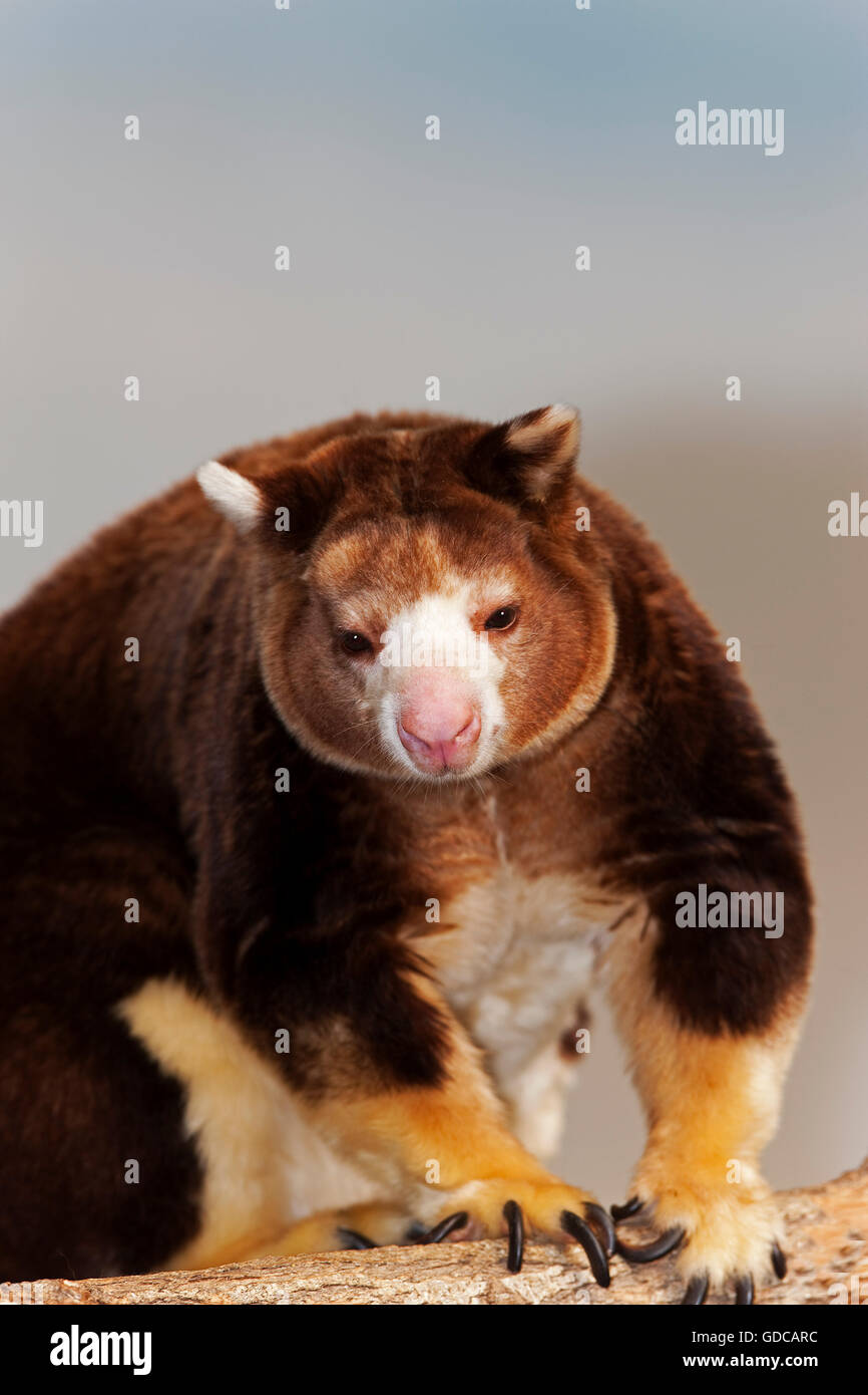 Matschie's Tree Kangaroo, dendrolagus matschiei, Adult Stock Photo - Alamy