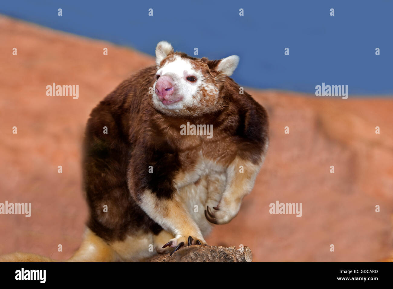 Matschies tree kangaroo hi-res stock photography and images - Alamy